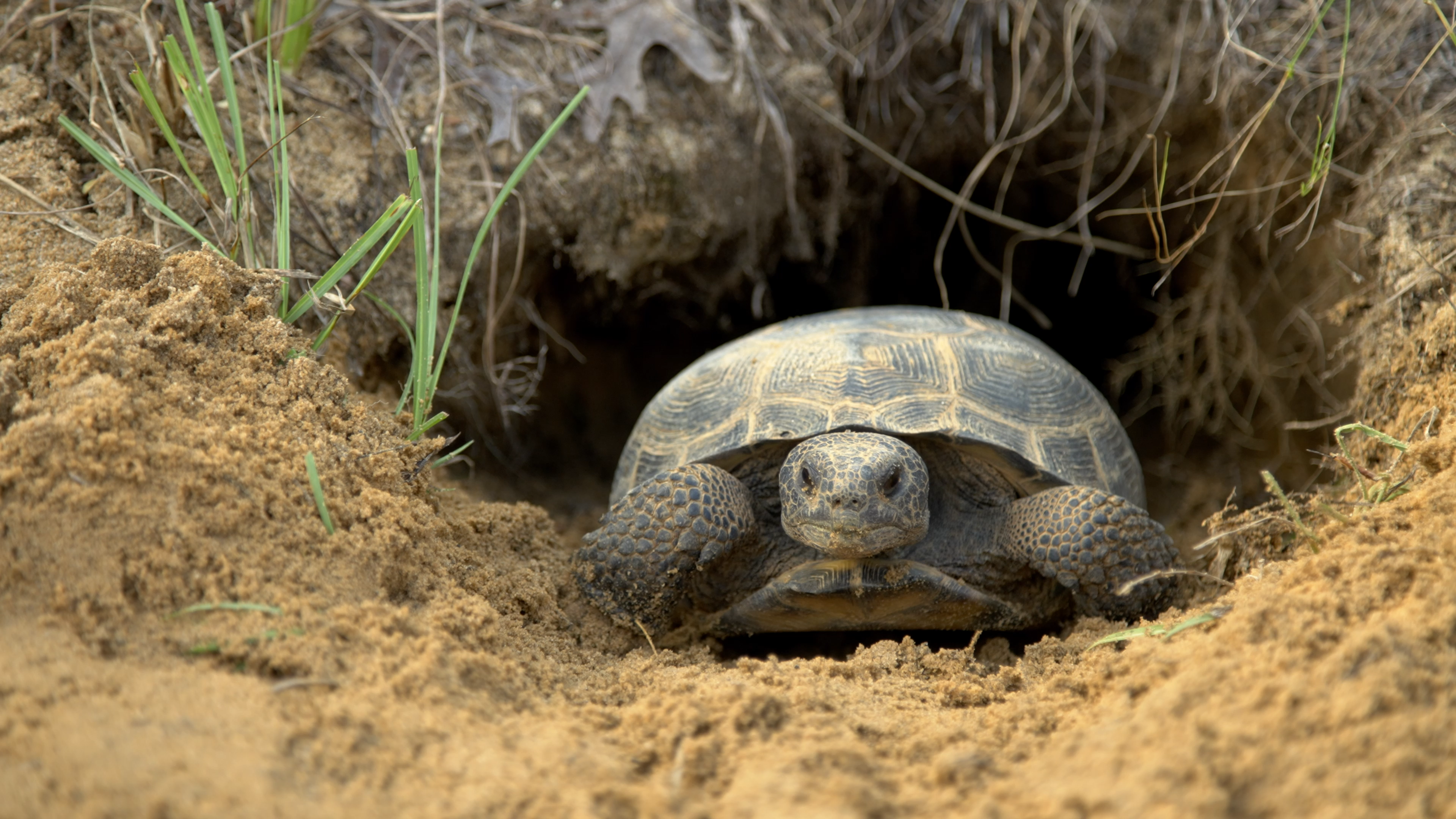 Rescuing Florida’s Oldest Homebuilders: the Gopher Tortoise | Defenders of Wildlife